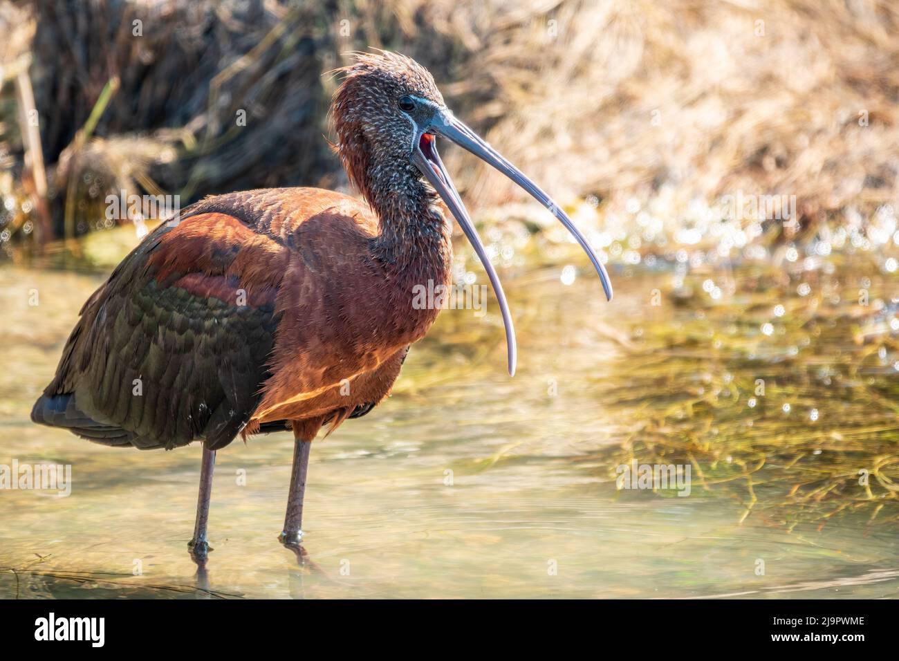 The glossy ibis, latin name Plegadis falcinellus, searching for food in ...