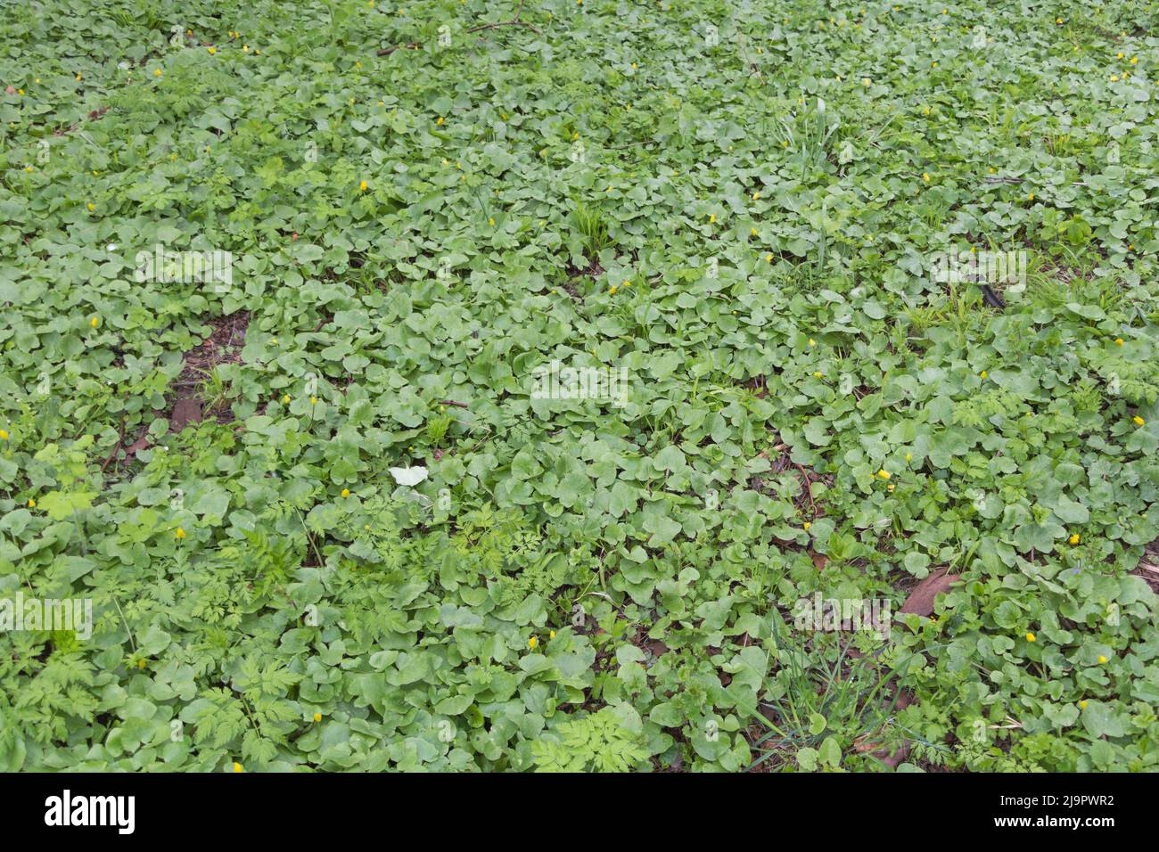 A carpet of plants that have grown fresh in the spring - Texture ...