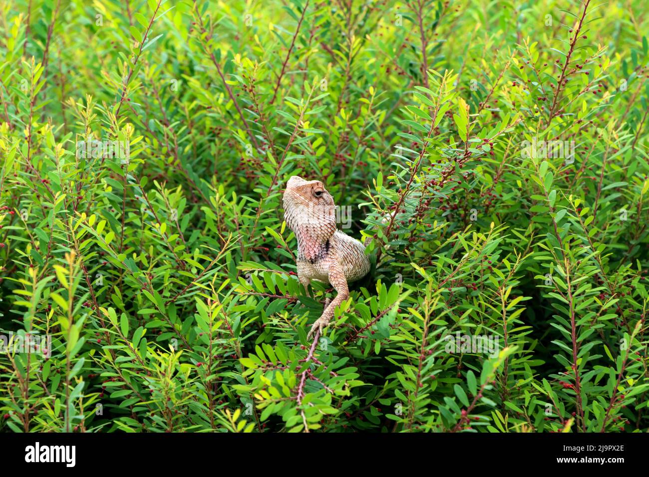 Exotic indian carnivore hi-res stock photography and images - Alamy
