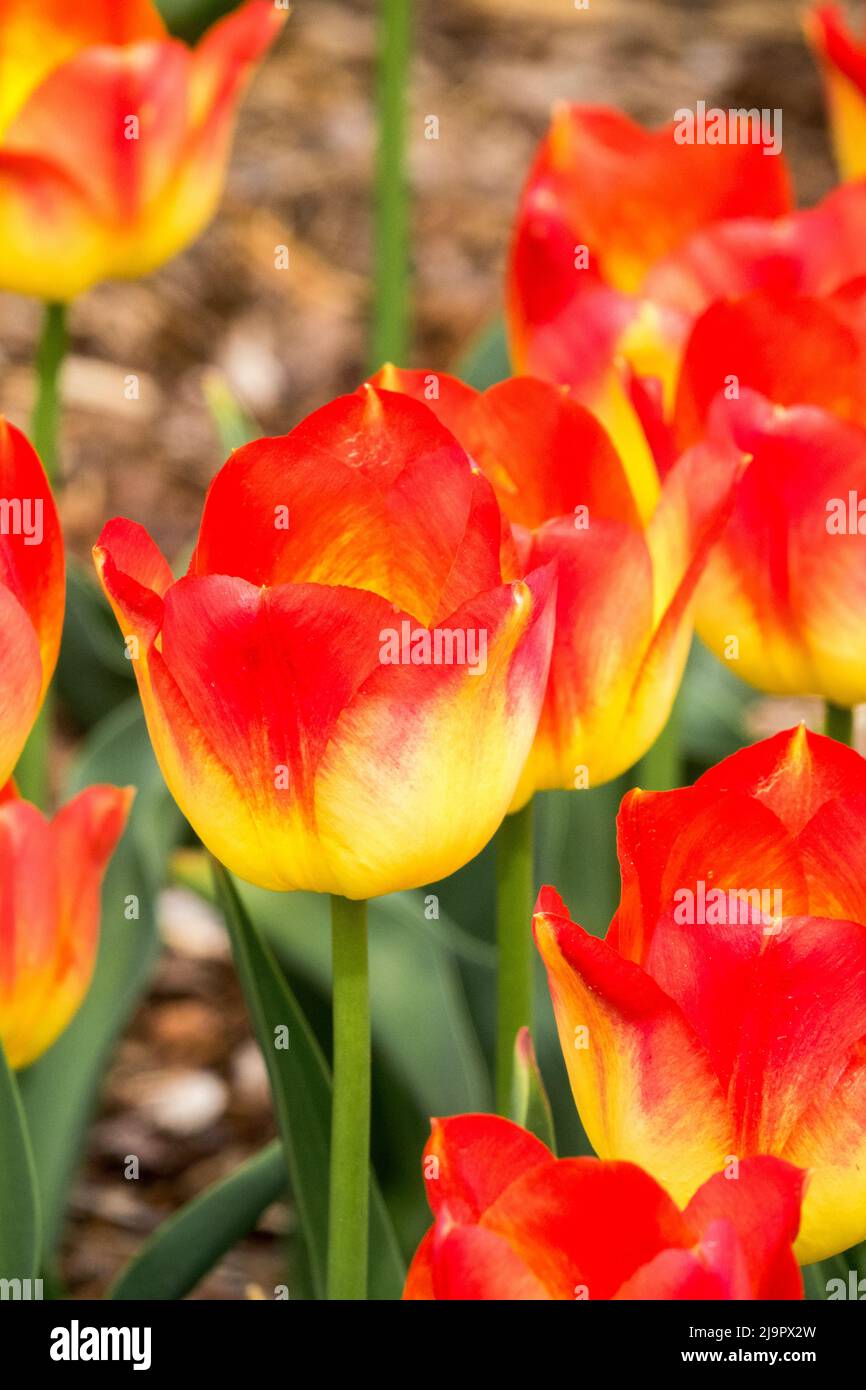 Blooms spring hi-res stock photography and images - Alamy