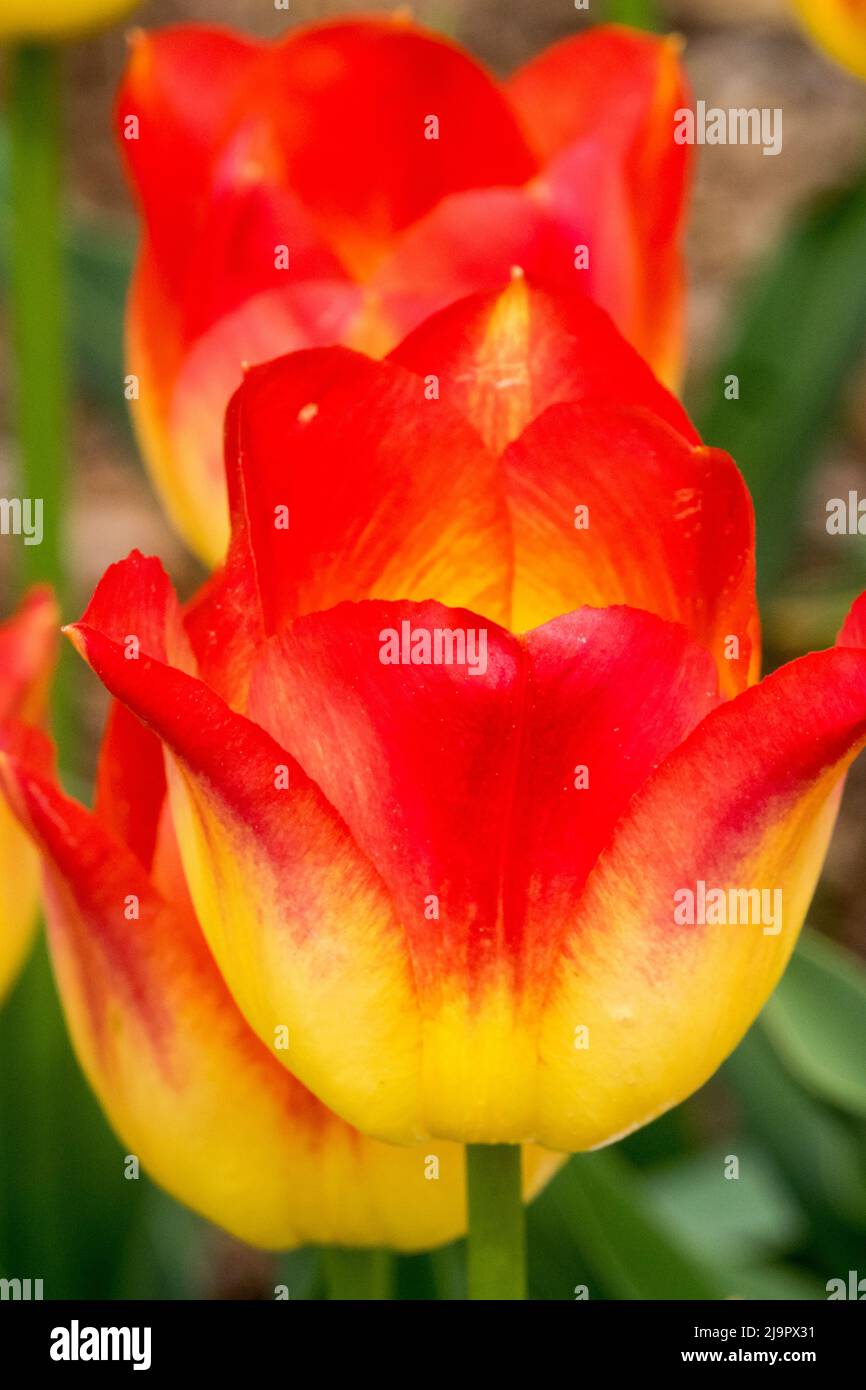 Tulipa suncatcher hi-res stock photography and images - Alamy