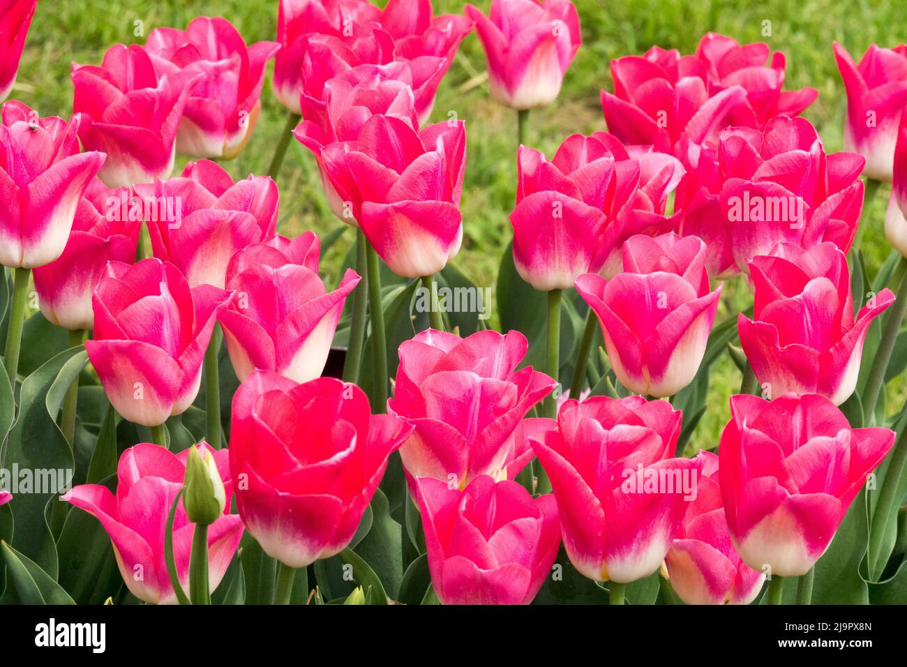 Purple in spring hi-res stock photography and images - Alamy