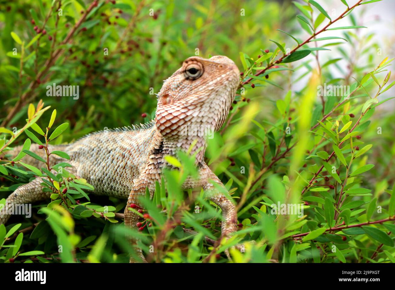 Fauna malaya hi-res stock photography and images - Alamy