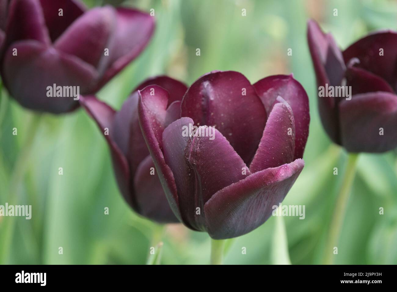 Deep, Dark, Purple, Triumph Tulip, Tulip "Paul Scherer", Tulips ...