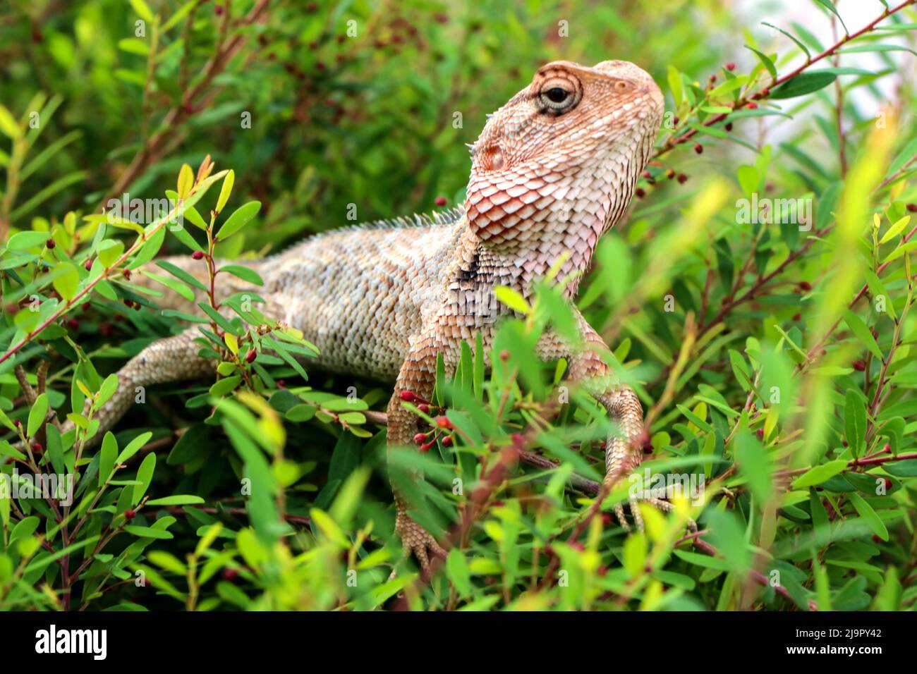 Fauna malaya hi-res stock photography and images - Alamy