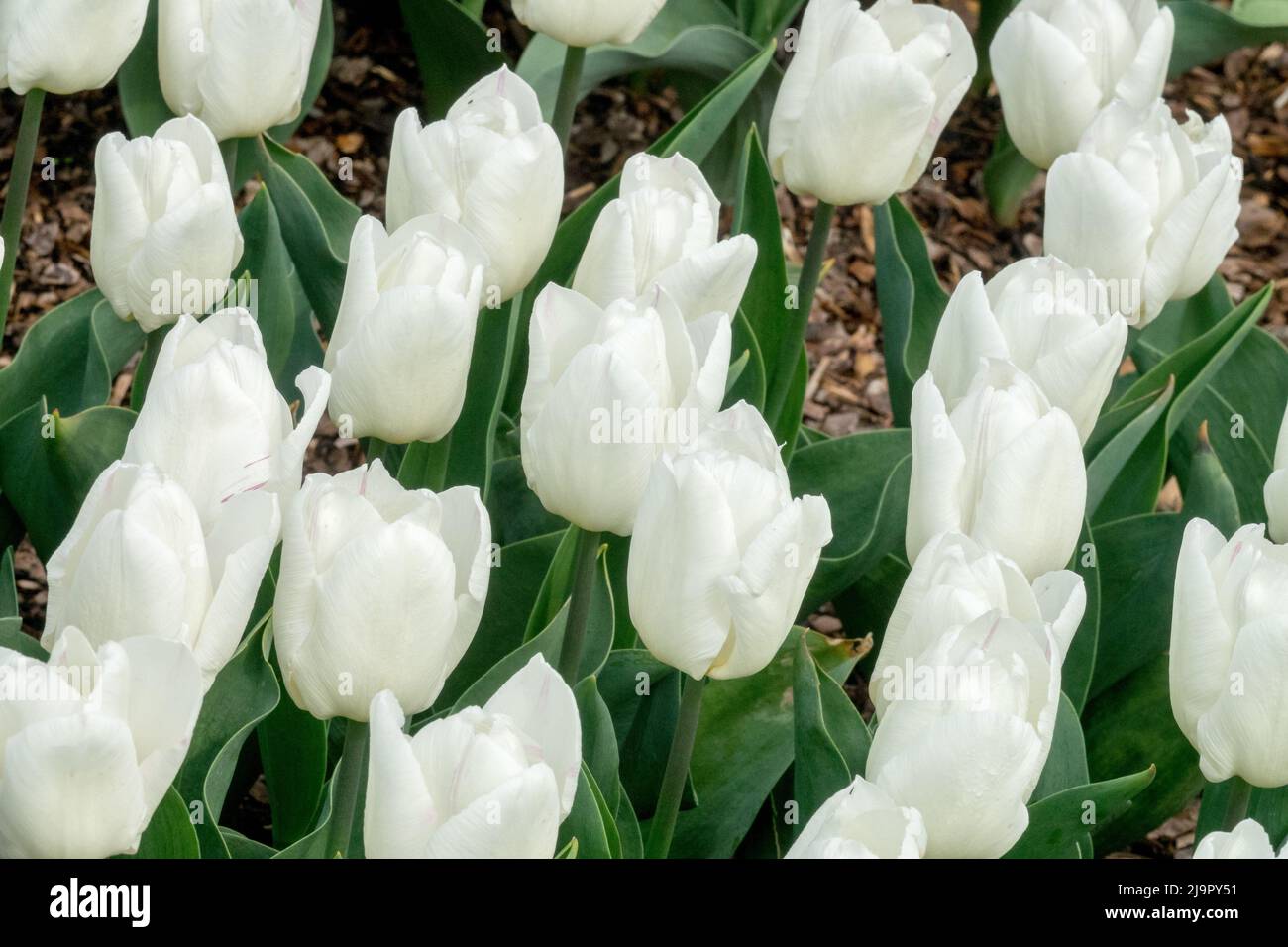 White prince hi-res stock photography and images - Alamy