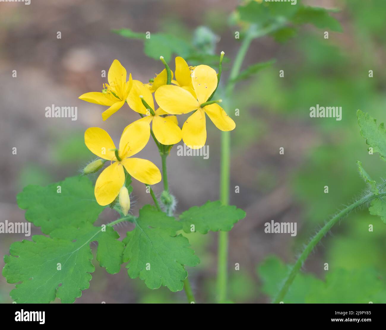 Close up shot of Greater celandine flower in yellow color - Medicinal ...