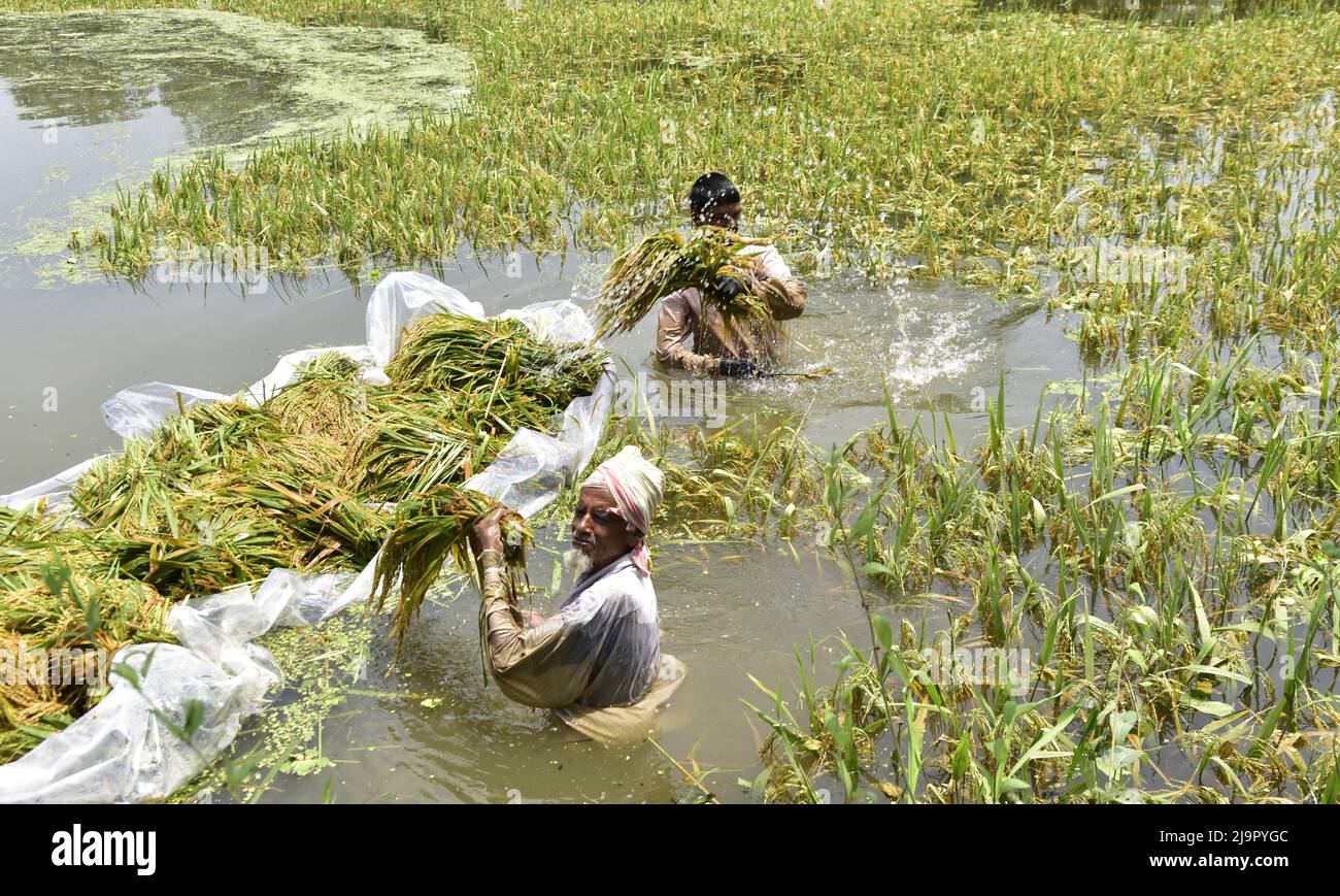 Guwahati, Guwahati, India. 23rd May, 2022. Farmer cuts harvesting rice ...