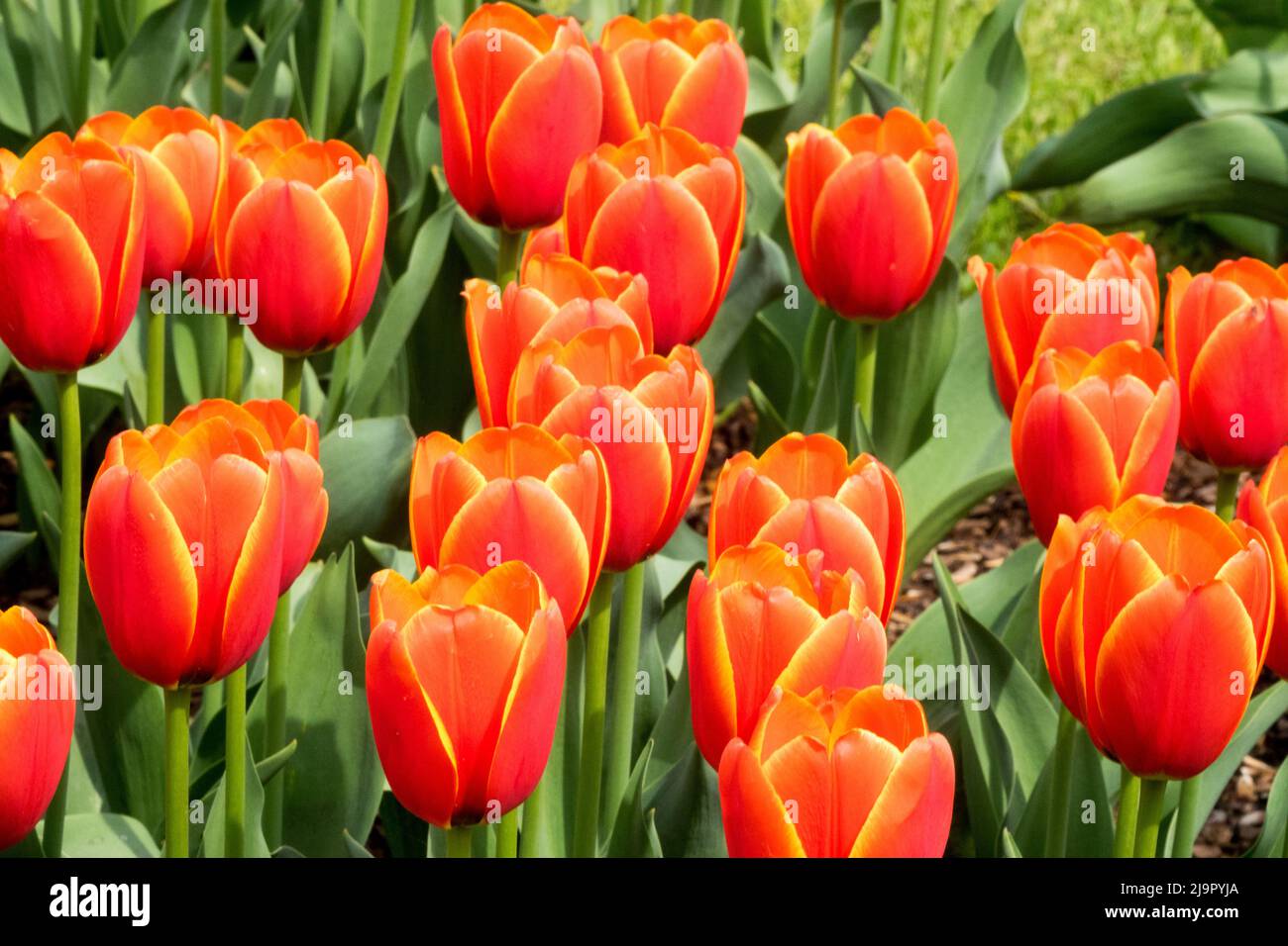 Worlds favourite tulip hi-res stock photography and images - Alamy Worlds favourite tulip hi-res stock photography and images - Alamy
