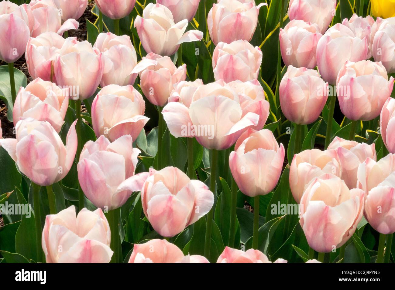 Bright pink flowering hi-res stock photography and images - Alamy