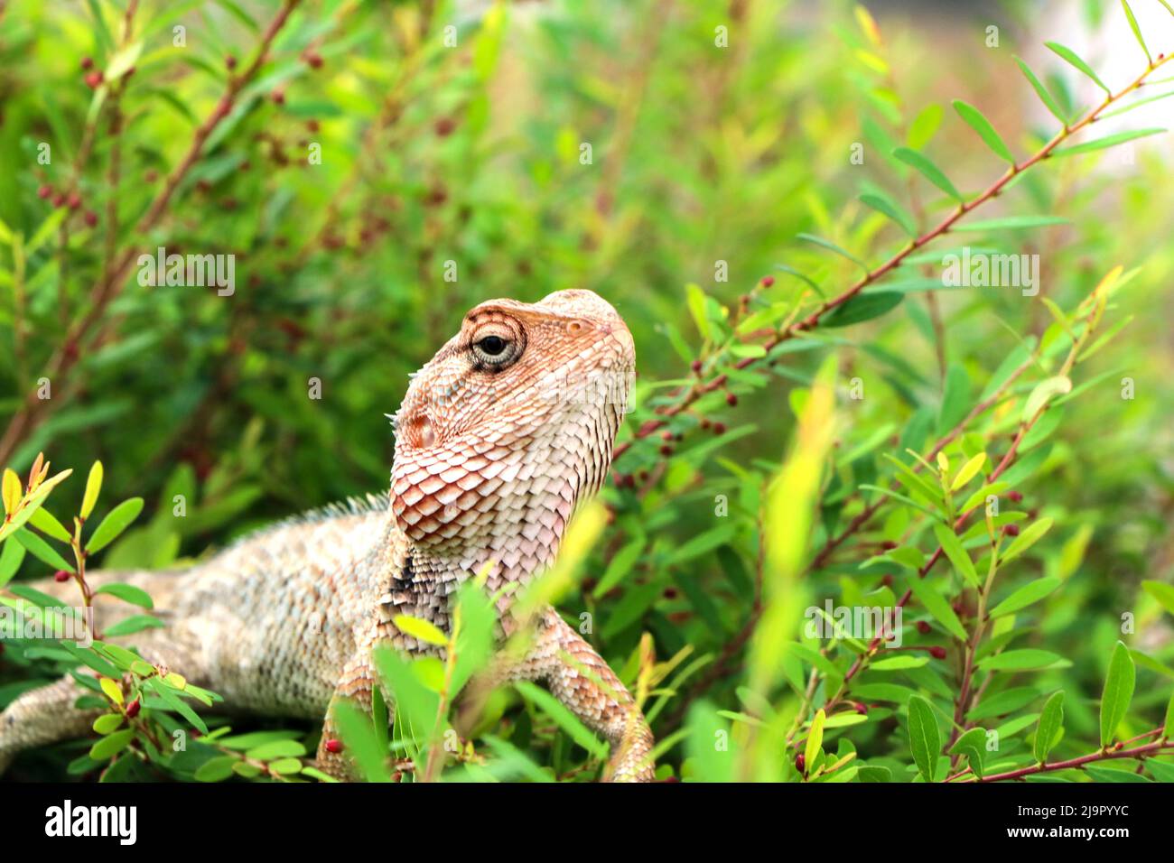 Indian garden lizard with spiny back Stock Photo - Alamy