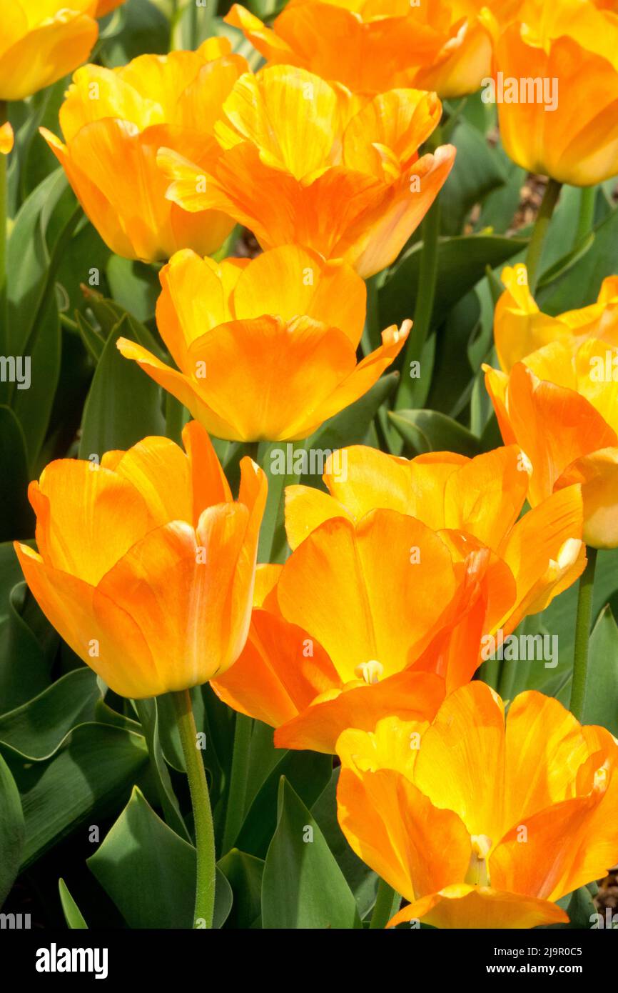 Spring and tulips hi-res stock photography and images - Alamy