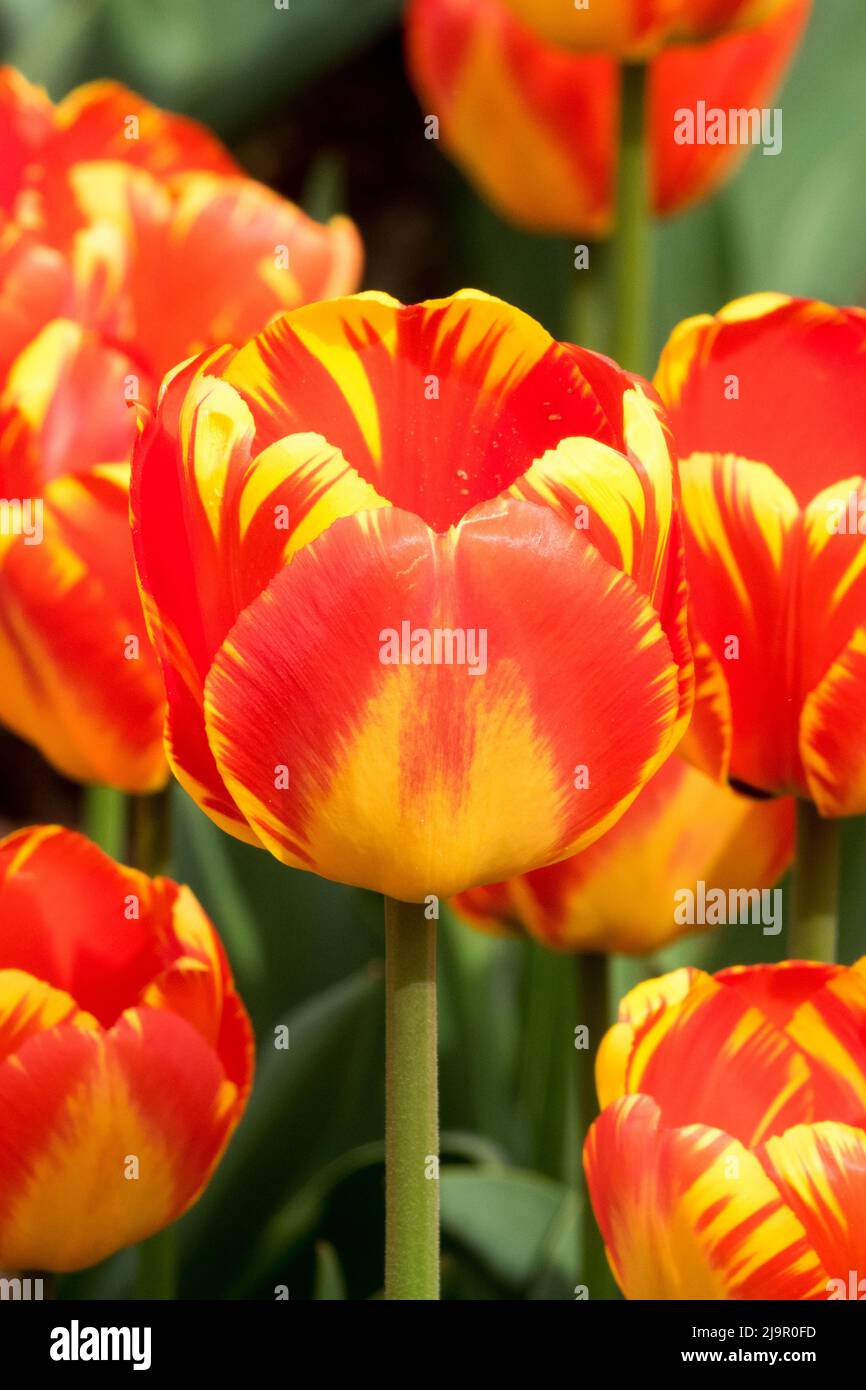 Tulip, "Banja Luka", Flower, Garden, Tulipa, Flowering, Tulips, Spring ...