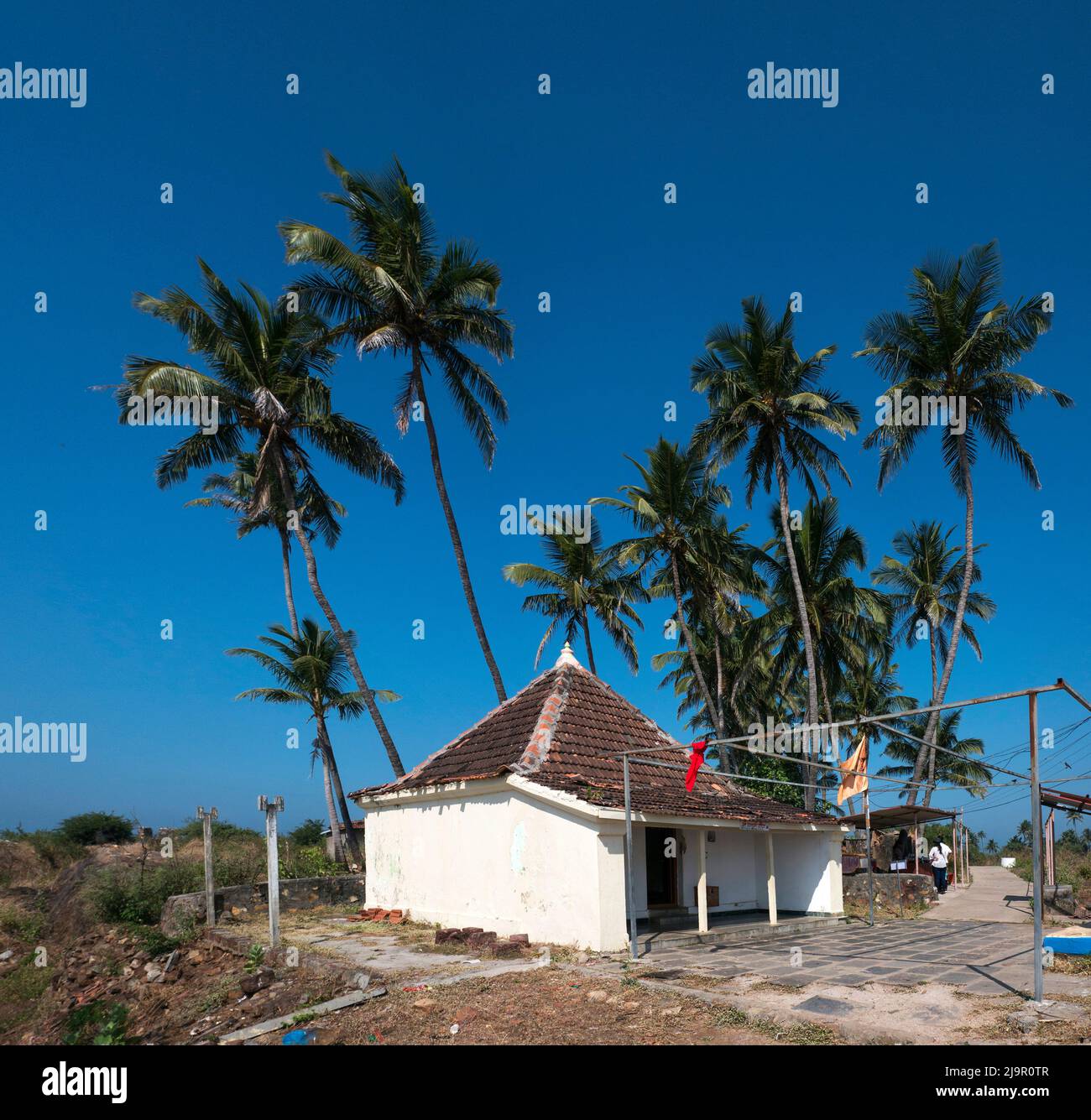 Sindhudurg Fort Coconut Tree