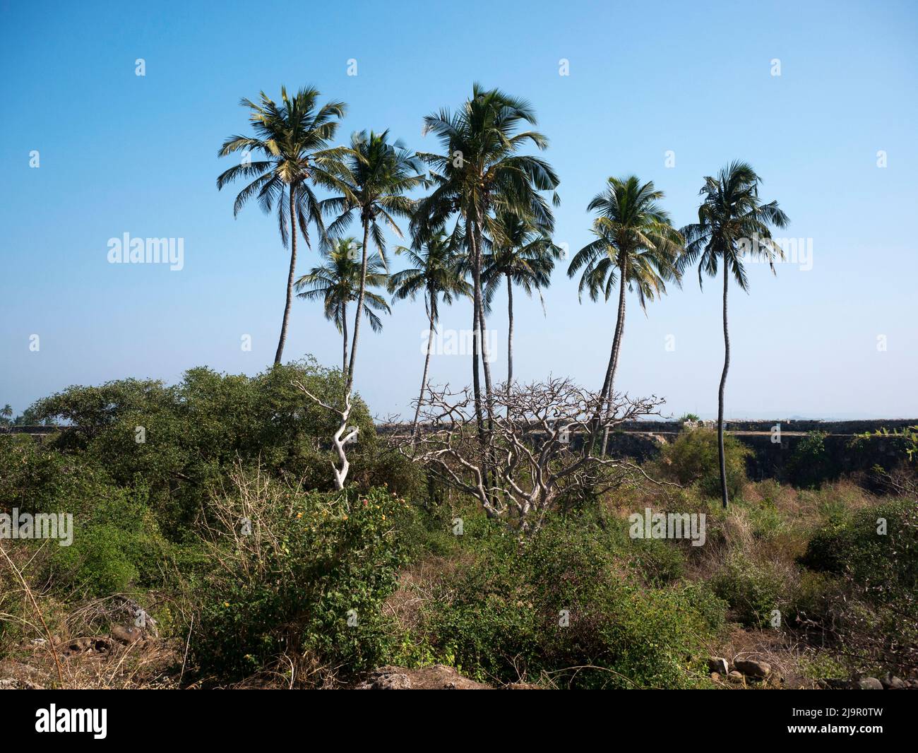 Palm trees and Mangrove forest in magnificent Sindhudurg Fort is ...