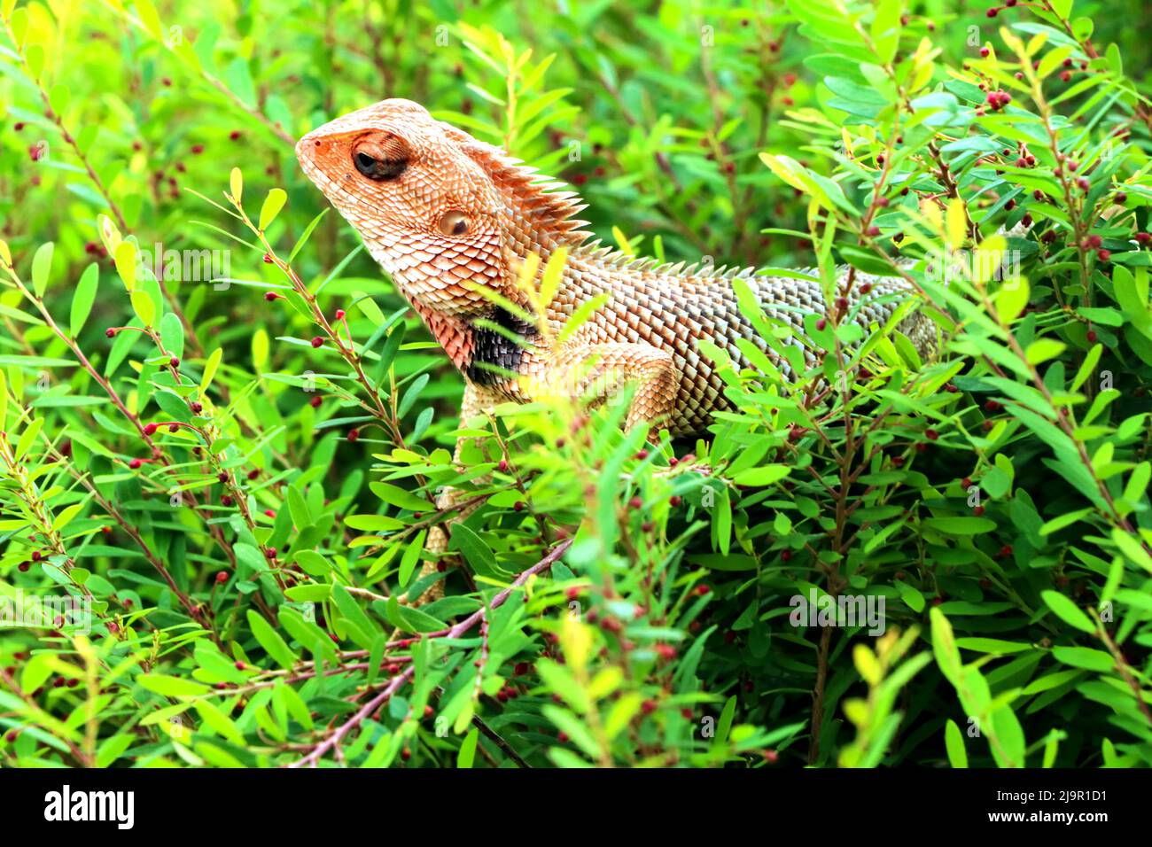 Indian garden lizard with spiny back Stock Photo - Alamy