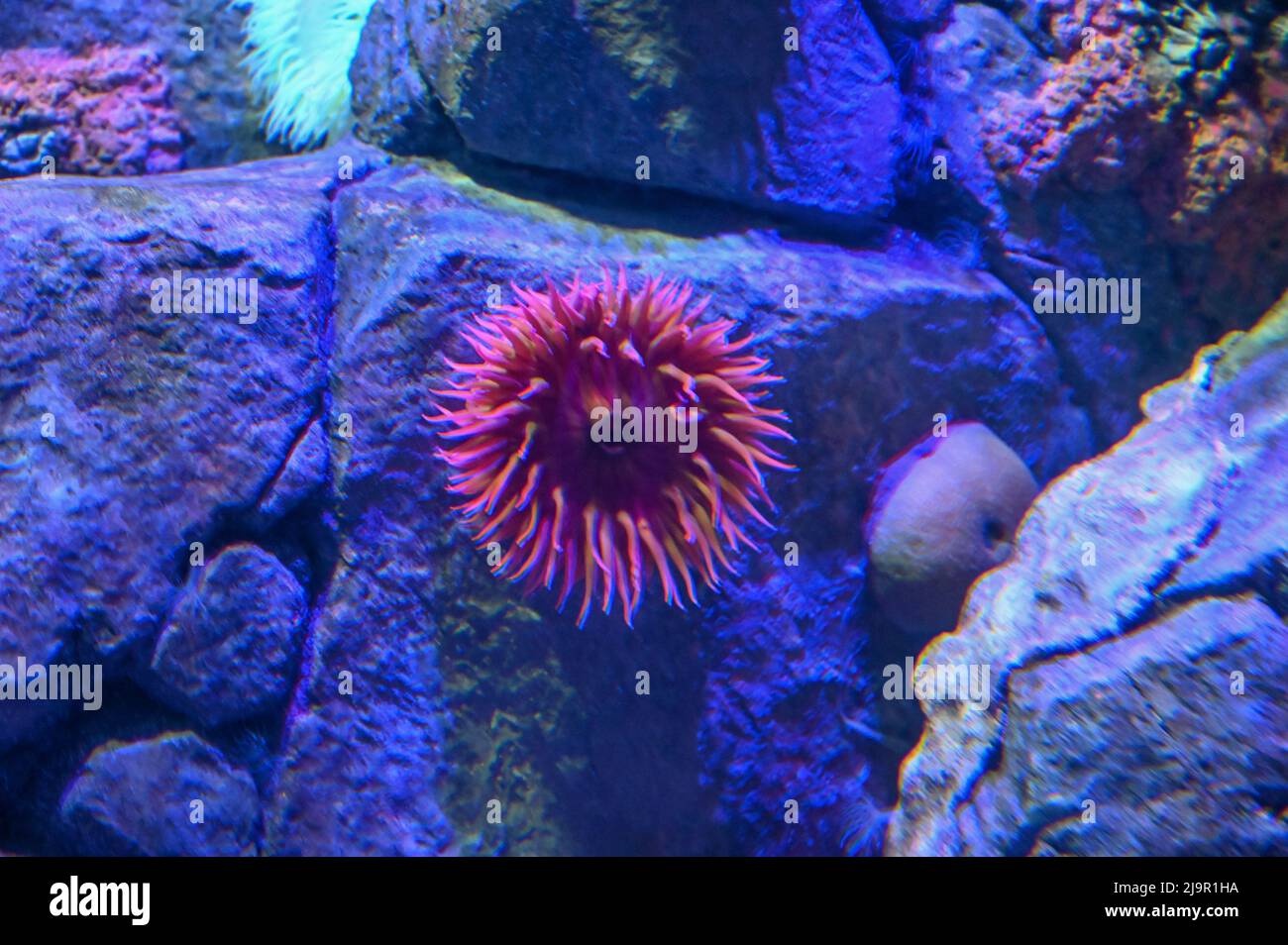 cold water anemones. Sea anemones are a group of predatory marine ...