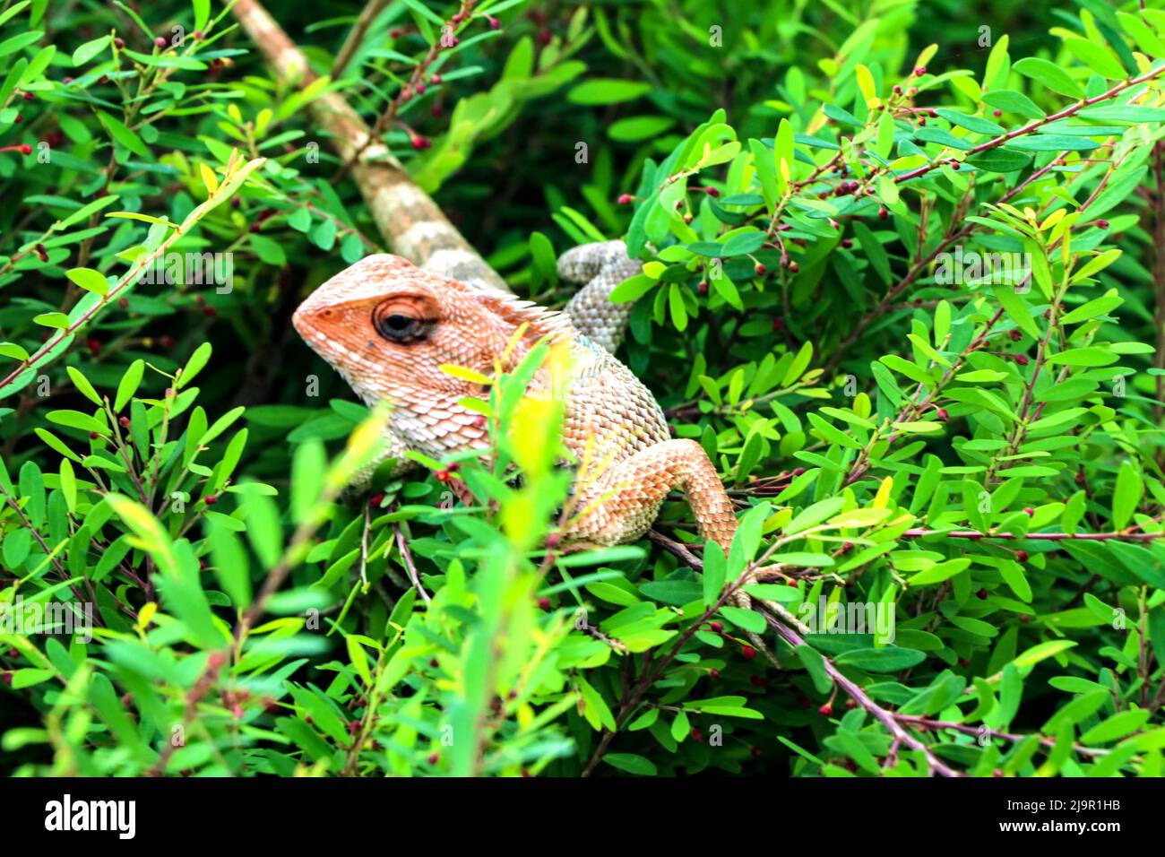 Indian garden lizard with spiny back Stock Photo - Alamy