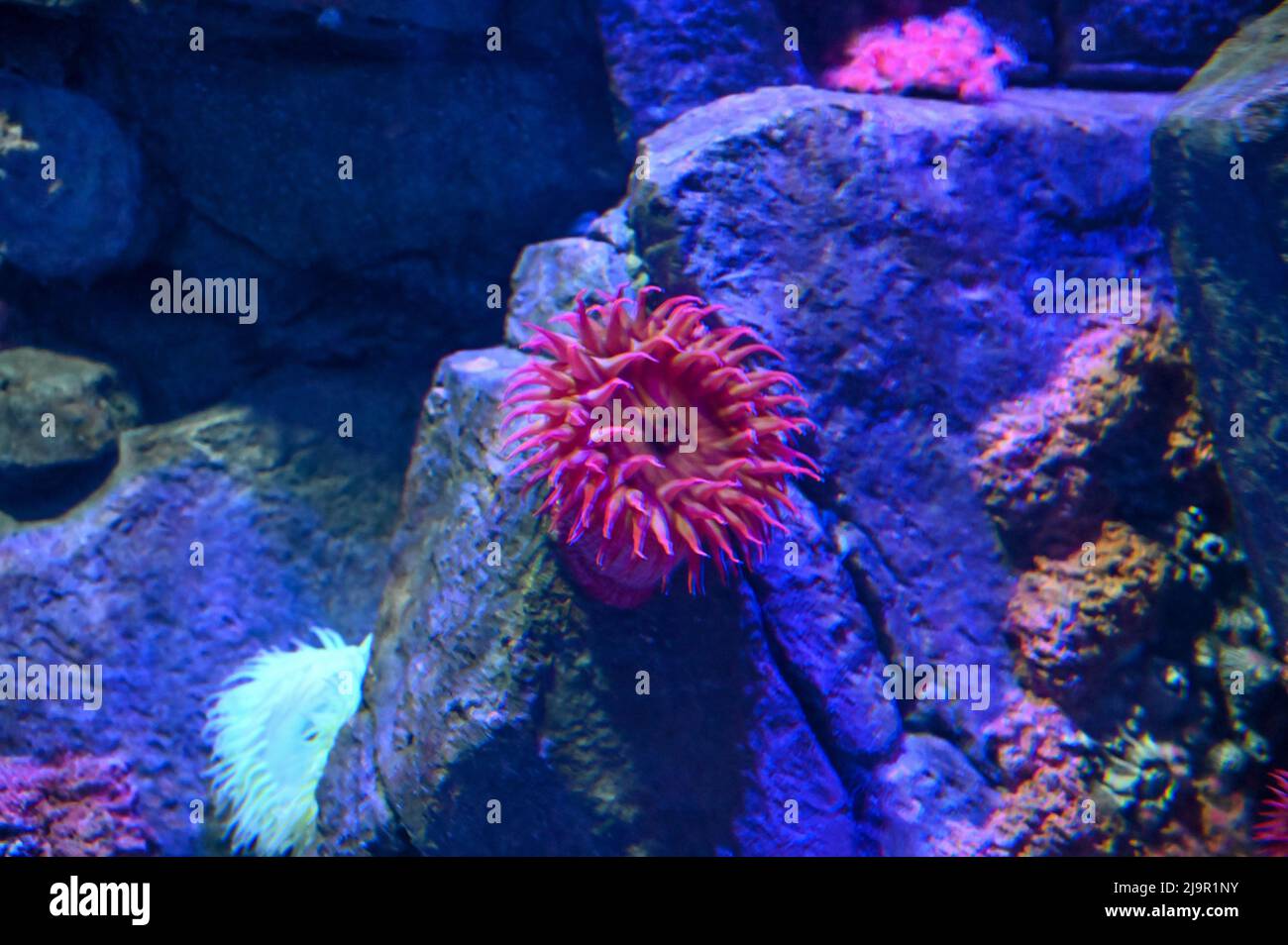 cold water anemones. Sea anemones are a group of predatory marine ...
