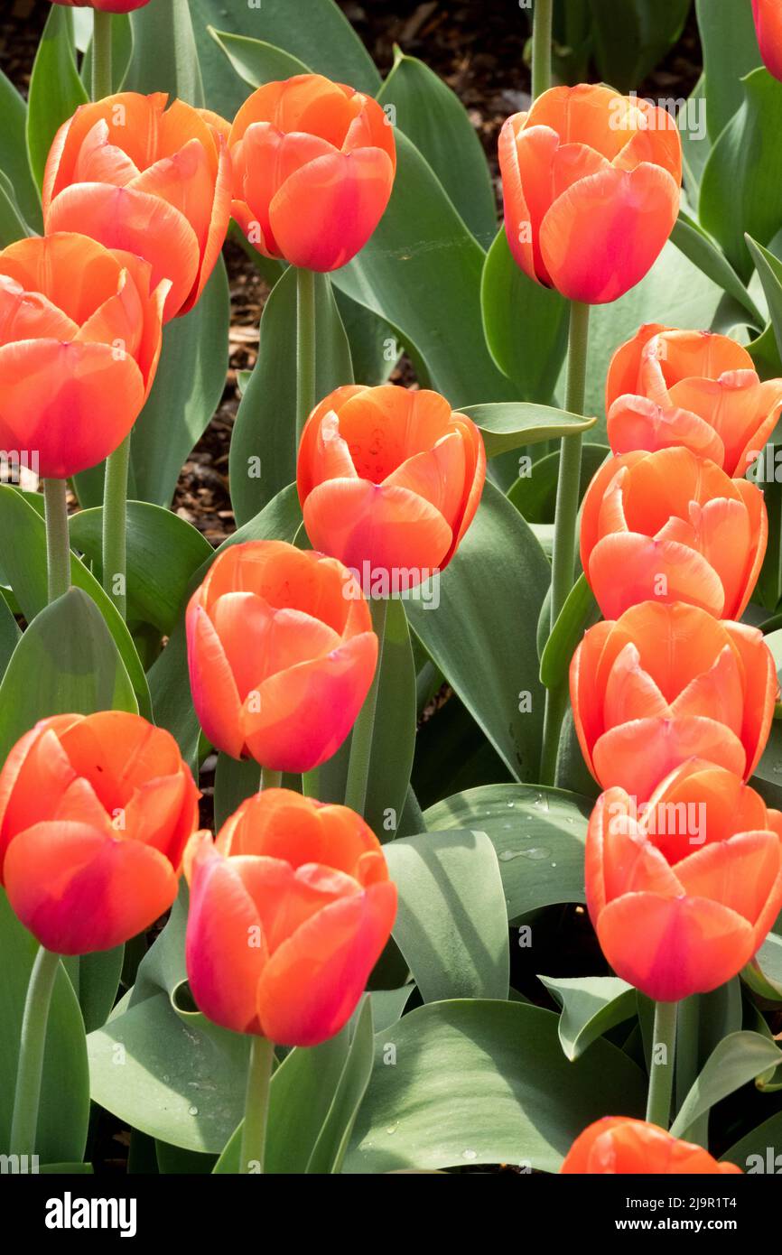 Ad rem tulips hi-res stock photography and images - Alamy