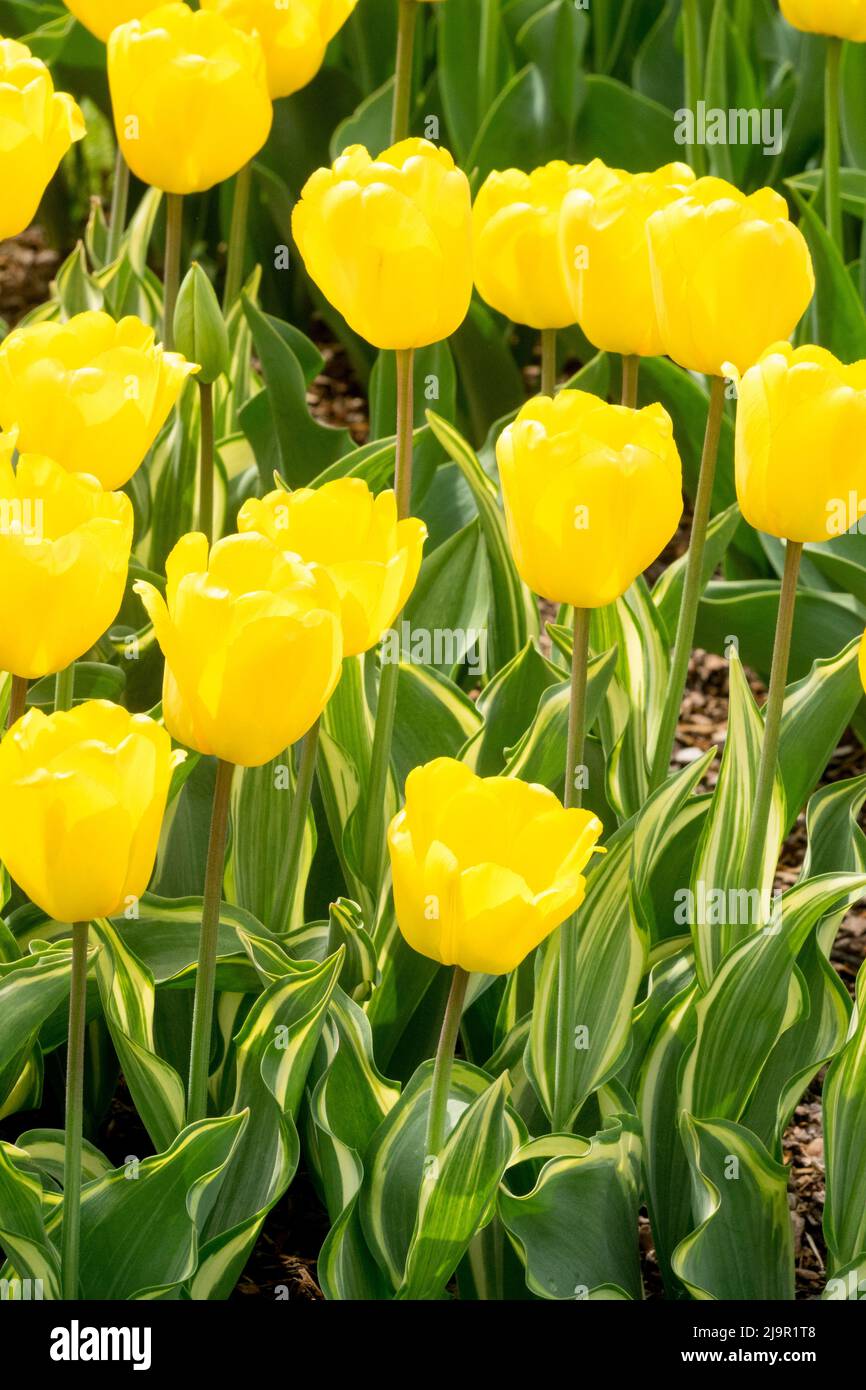 Tulipa "Yellow Wave", Tulips, Flowers, Spring, Garden, Flower, Bed ...