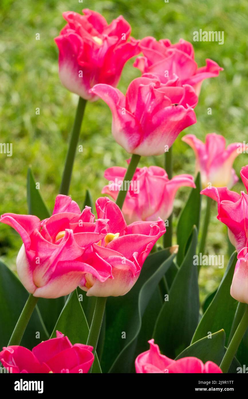 Blooming tulips in spring flower bed, pink Tulipa "Crown of Dynasty ...