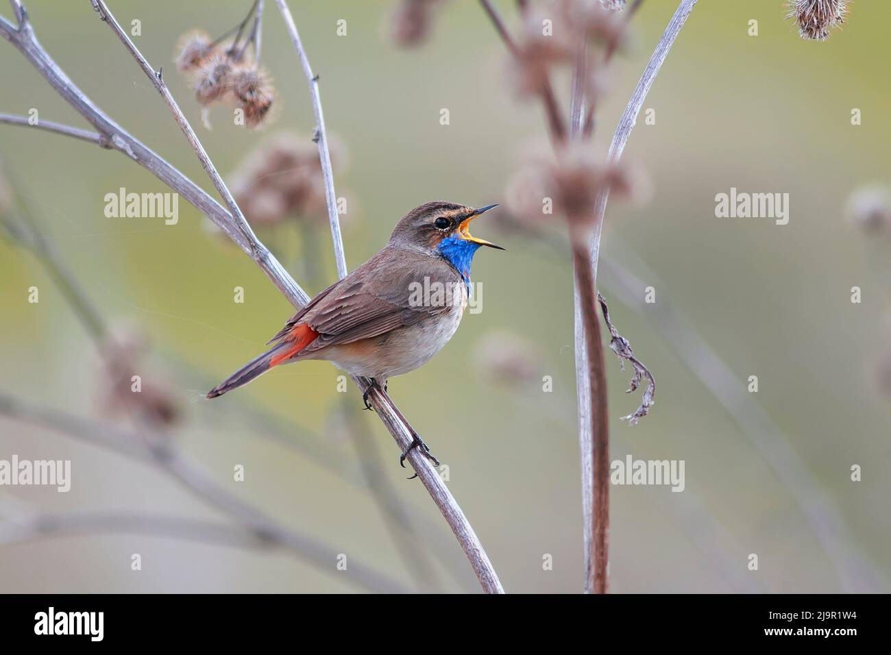 beautiful songbird varakushka male sits on the branches of a burdock ...
