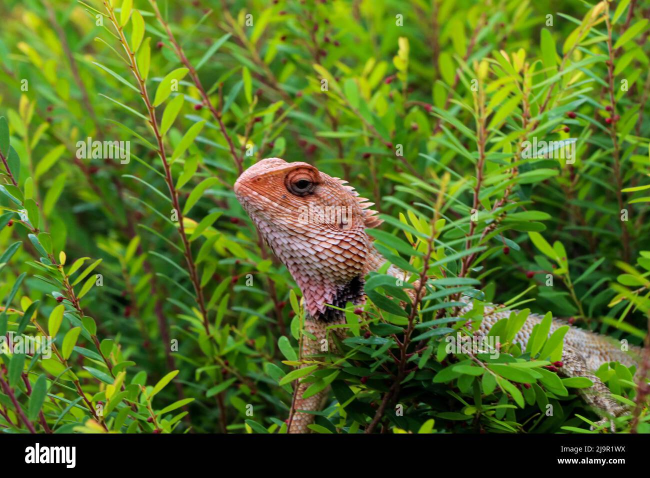 Indian garden lizard with spiny back Stock Photo - Alamy