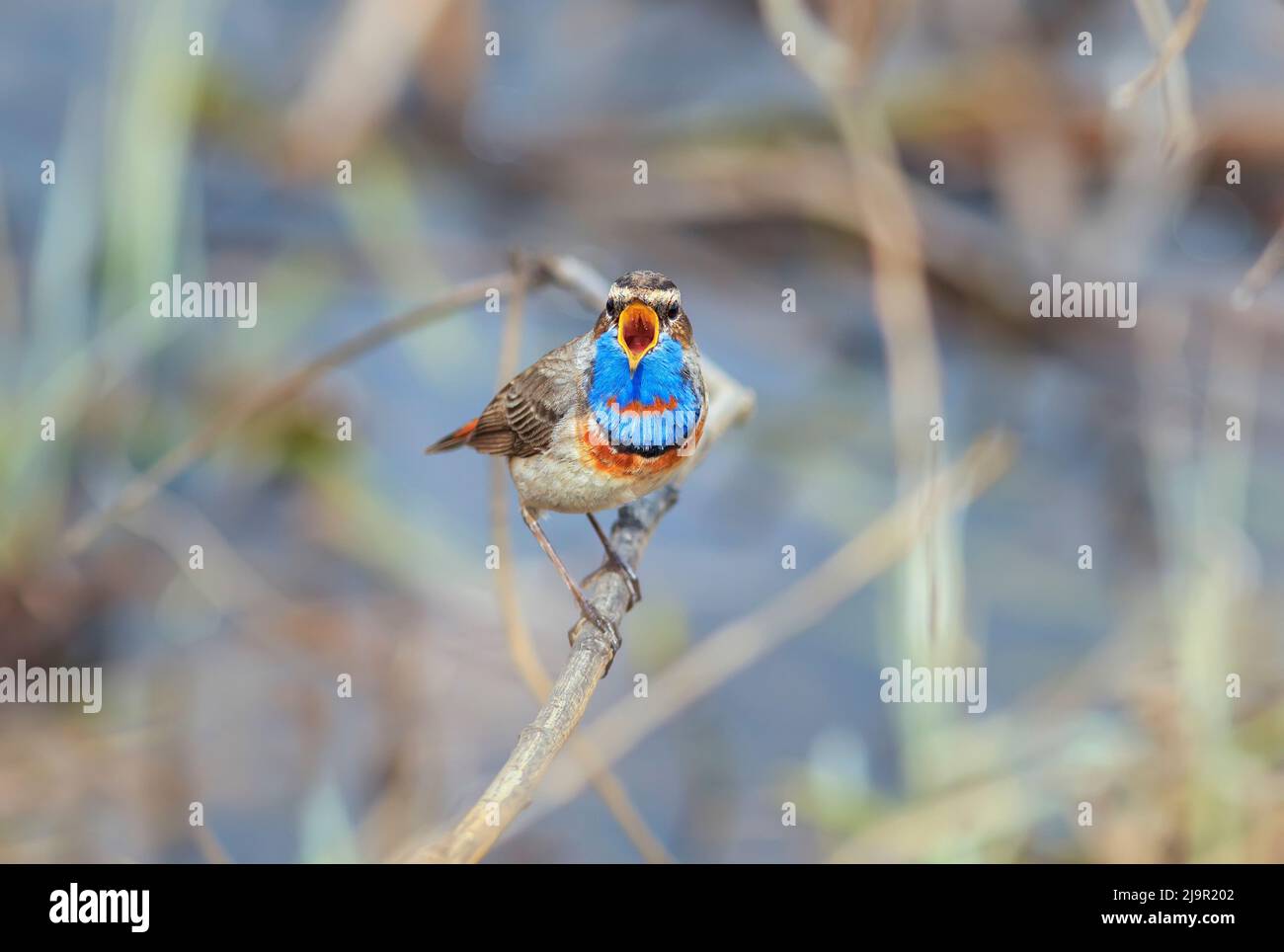 beautiful songbird varakushka male sits on branches and sings widely ...