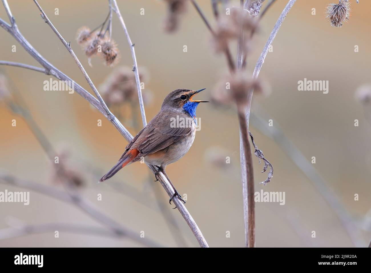 beautiful songbird varakushka male sits on the branches of a burdock ...