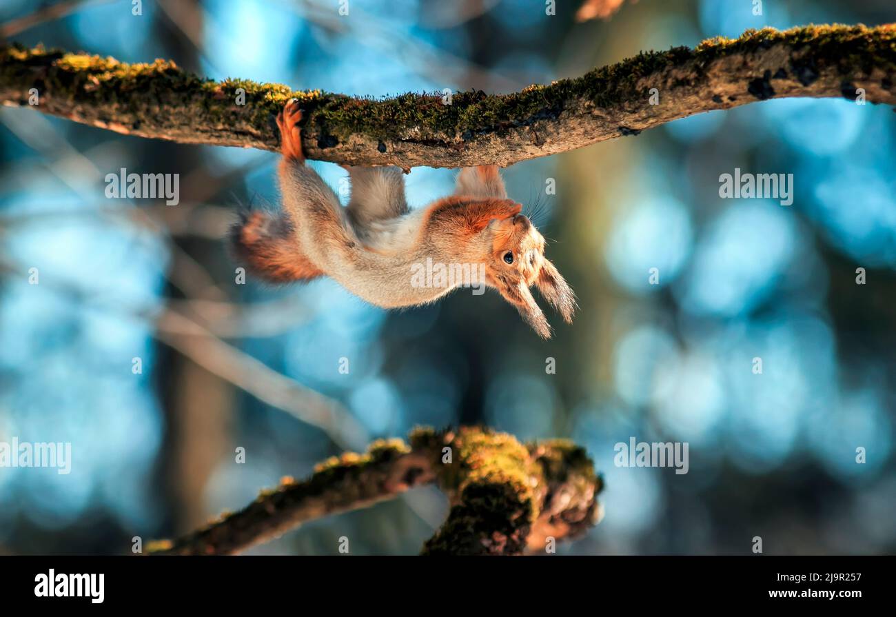 cute fluffy squirrel hanging on a tree branch in the park Stock Photo ...