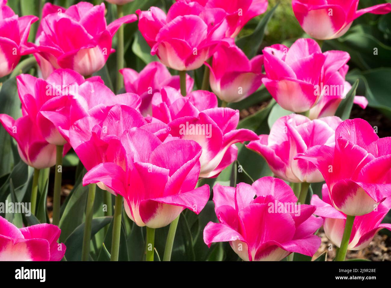Triumph tulip gabriella triumph tulip hi-res stock photography and ...