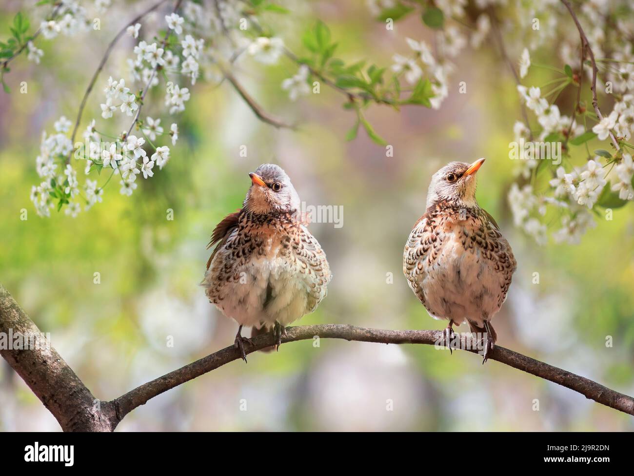 pair of thrush birds sit side by side on a tree in a spring park ...