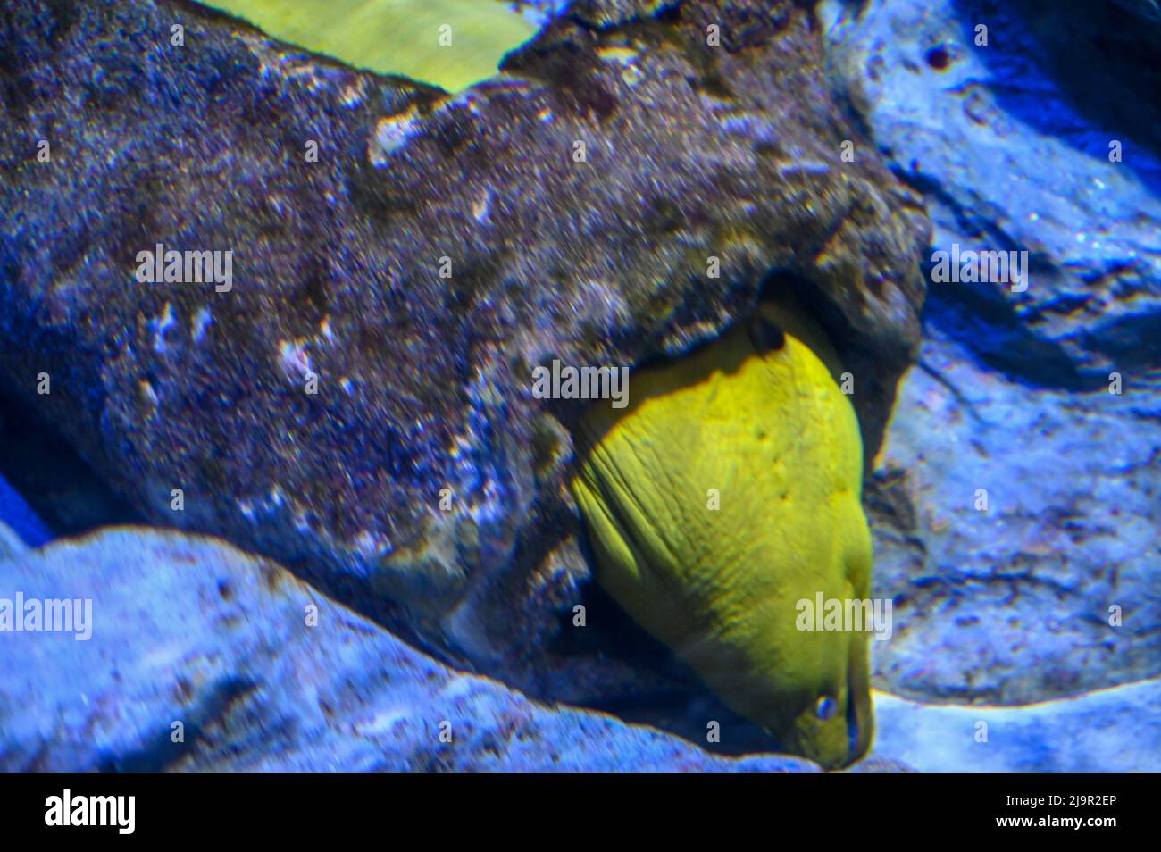 Giant Moray Eel is hidden in Underwater Stock Photo - Alamy