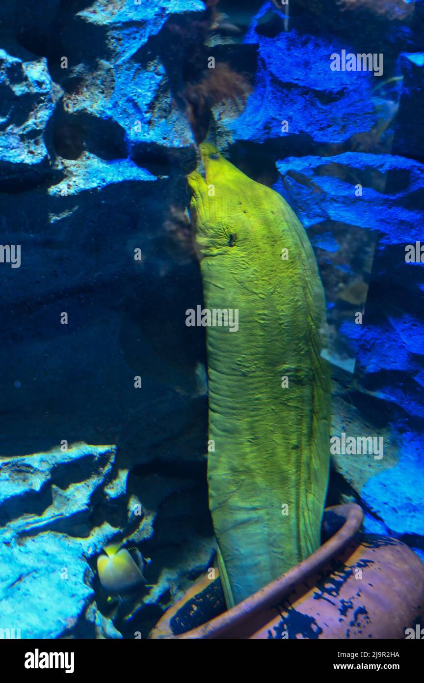Giant Moray Eel is hidden in Underwater Stock Photo - Alamy
