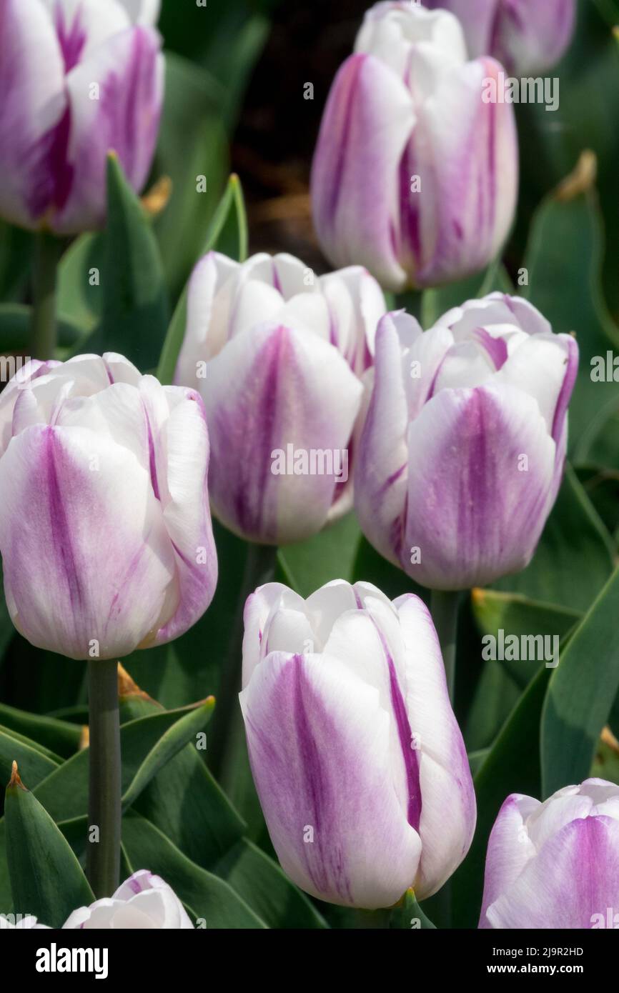 Triumph tulip flaming flag hi-res stock photography and images - Alamy