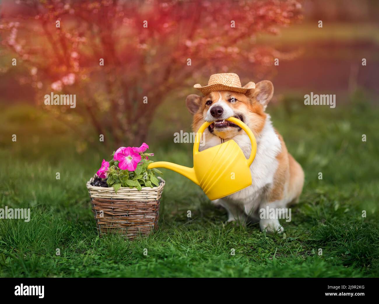 corgi dog puppy he holds a watering can in his teeth and waters the ...