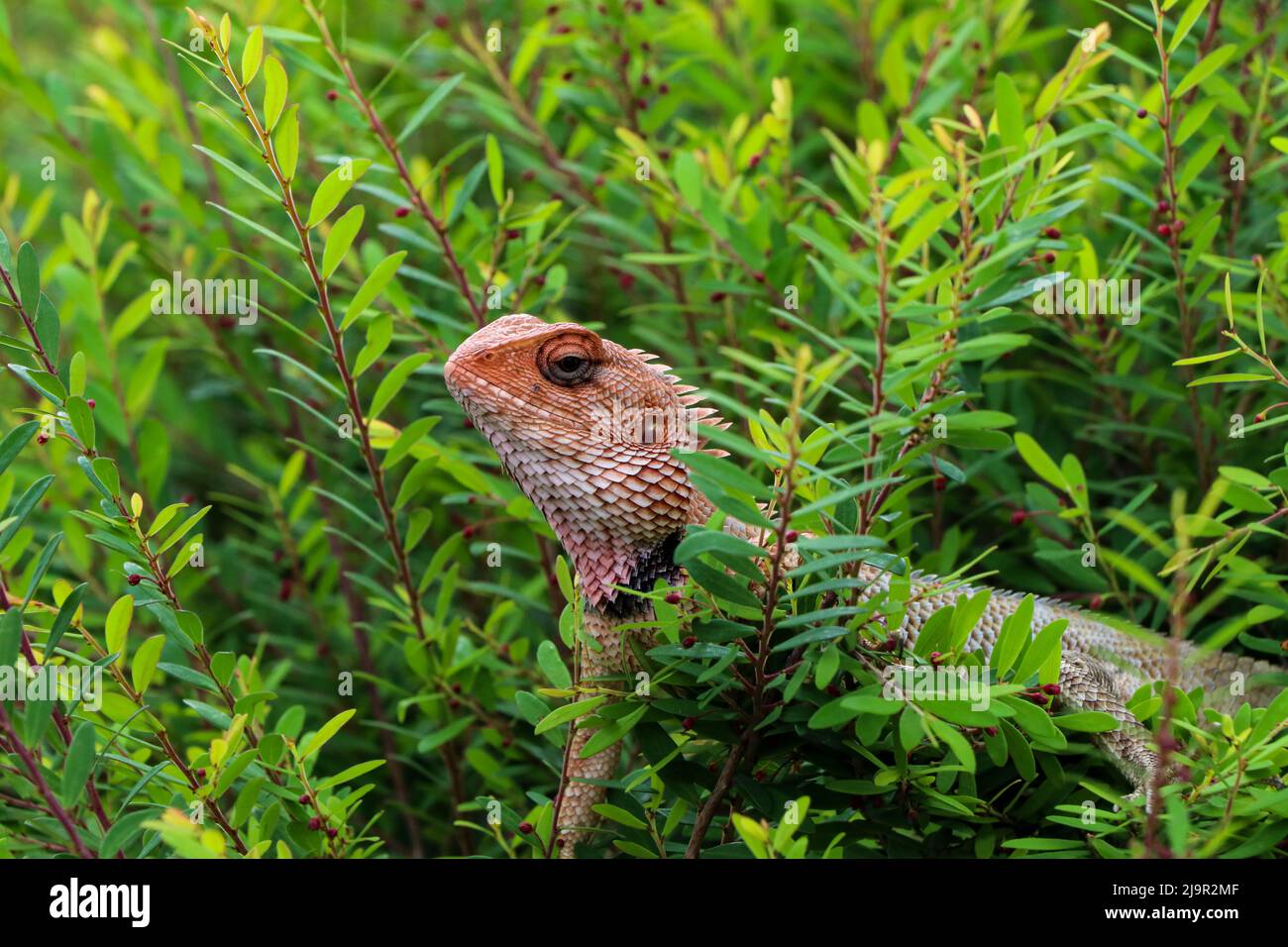 Indian garden lizard with spiny back Stock Photo - Alamy