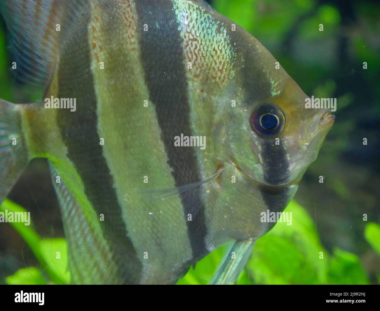 altum angelfish swimming in Fish Tank Aquarium Stock Photo - Alamy