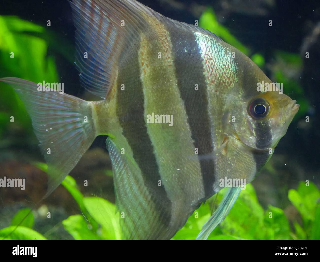 altum angelfish swimming in Fish Tank Aquarium Stock Photo - Alamy