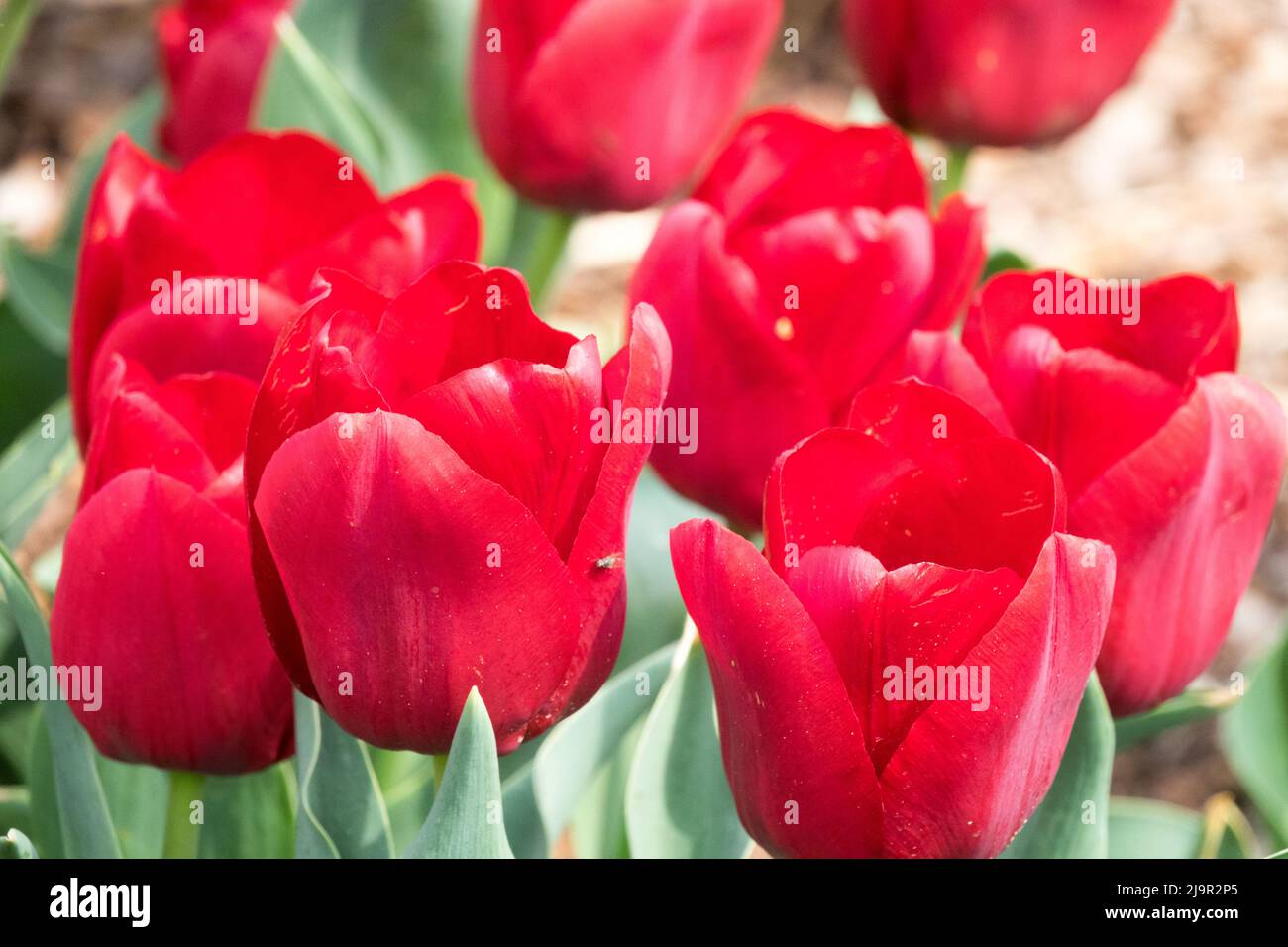 Spring with tulips hi-res stock photography and images - Alamy