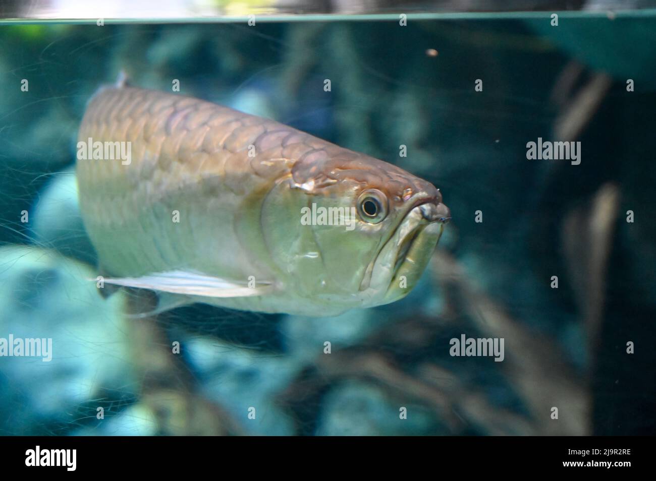 Arapaima gigas Fish also known as pirarucu swimming in fish tank ...