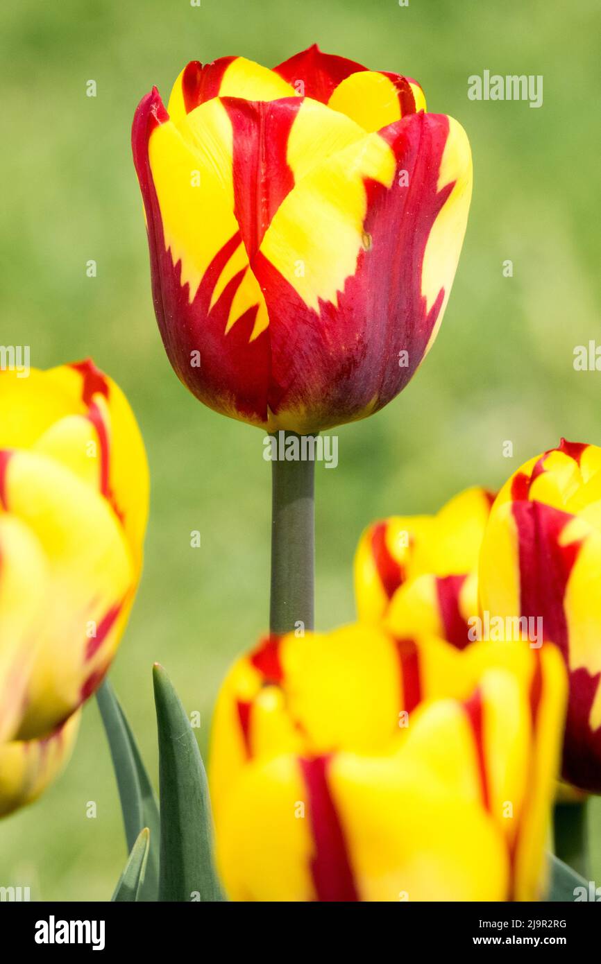 Portrait flower hi-res stock photography and images - Alamy