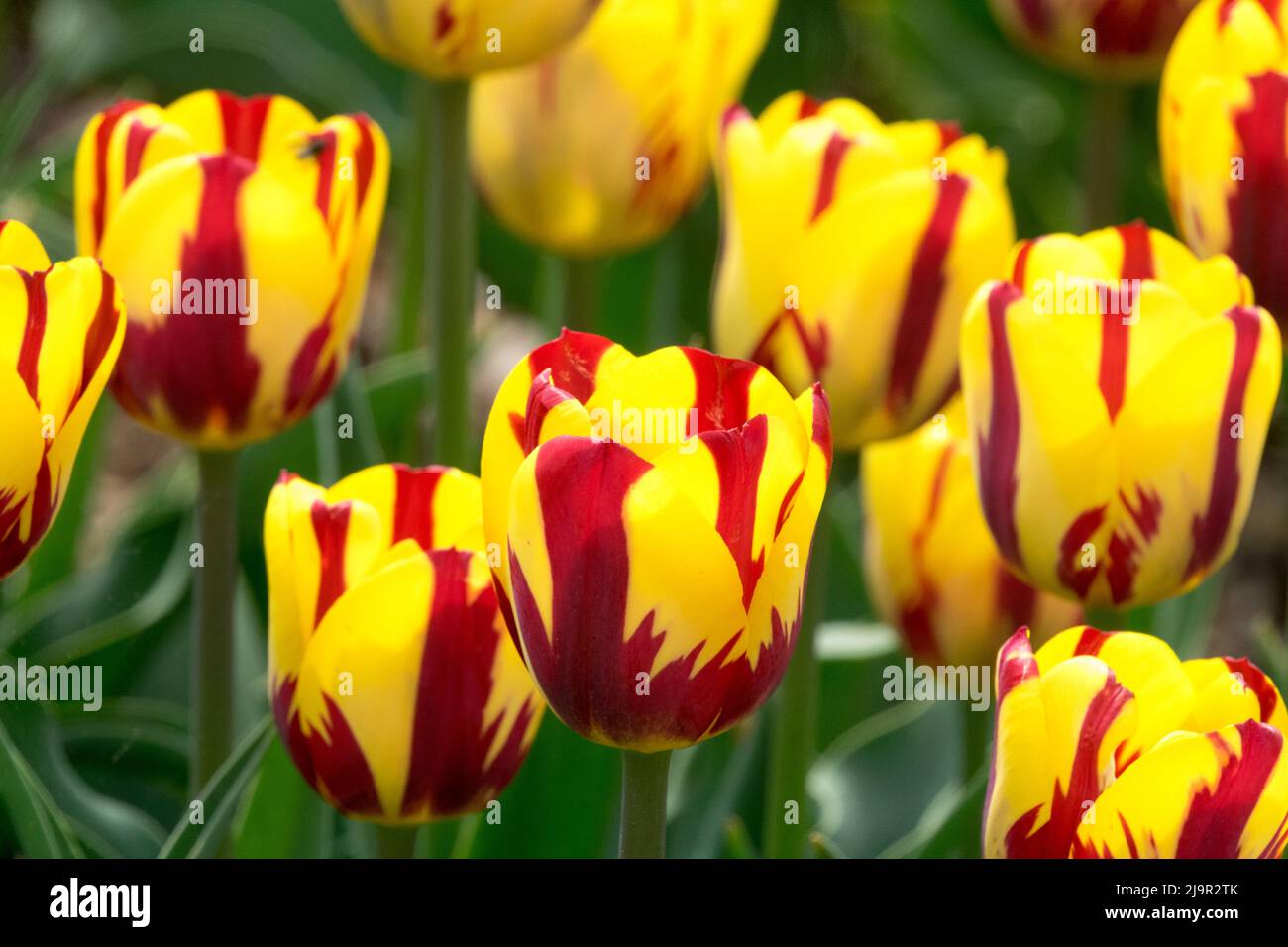 Helmar flower tulip hi-res stock photography and images - Alamy