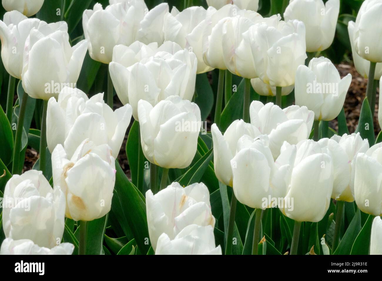 Agrass hi-res stock photography and images - Alamy