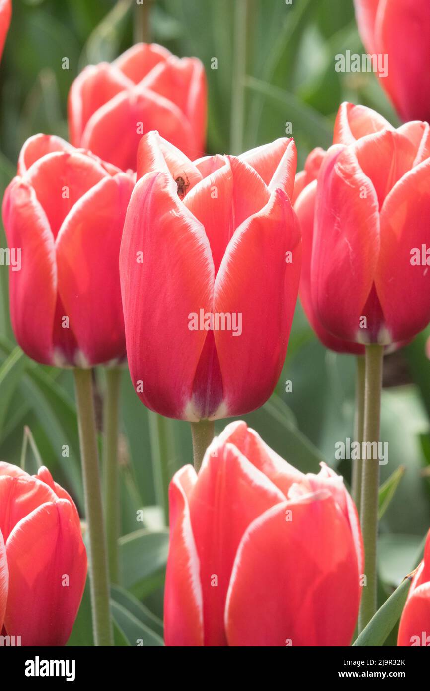 Tulip princess victoria hi-res stock photography and images - Alamy