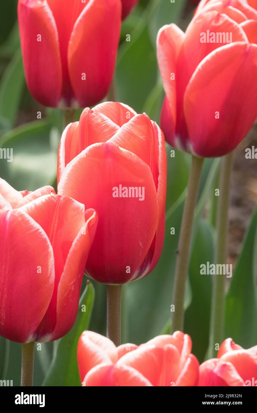 Red princess tulip hi-res stock photography and images - Alamy