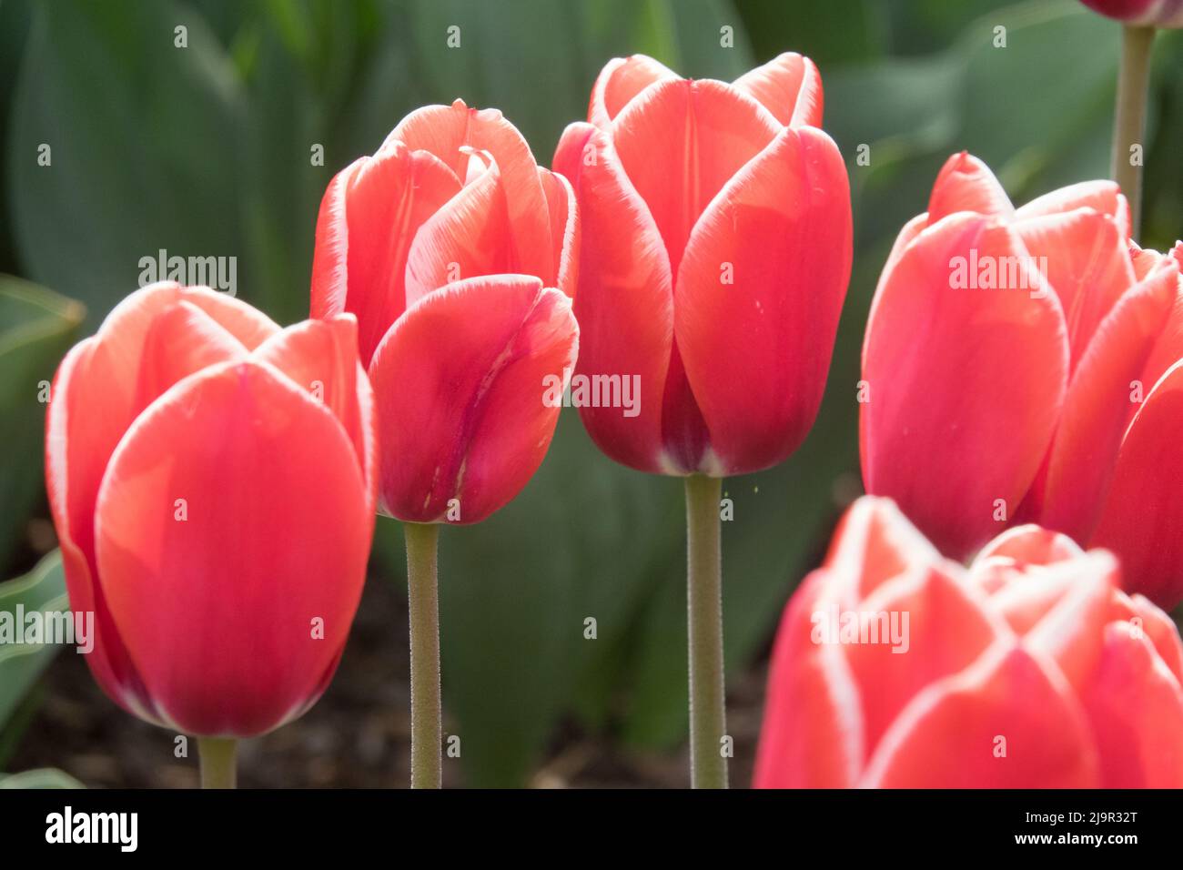 Red Tulips with white lined ending Tulipa "Princess Victoria" Tulip ...