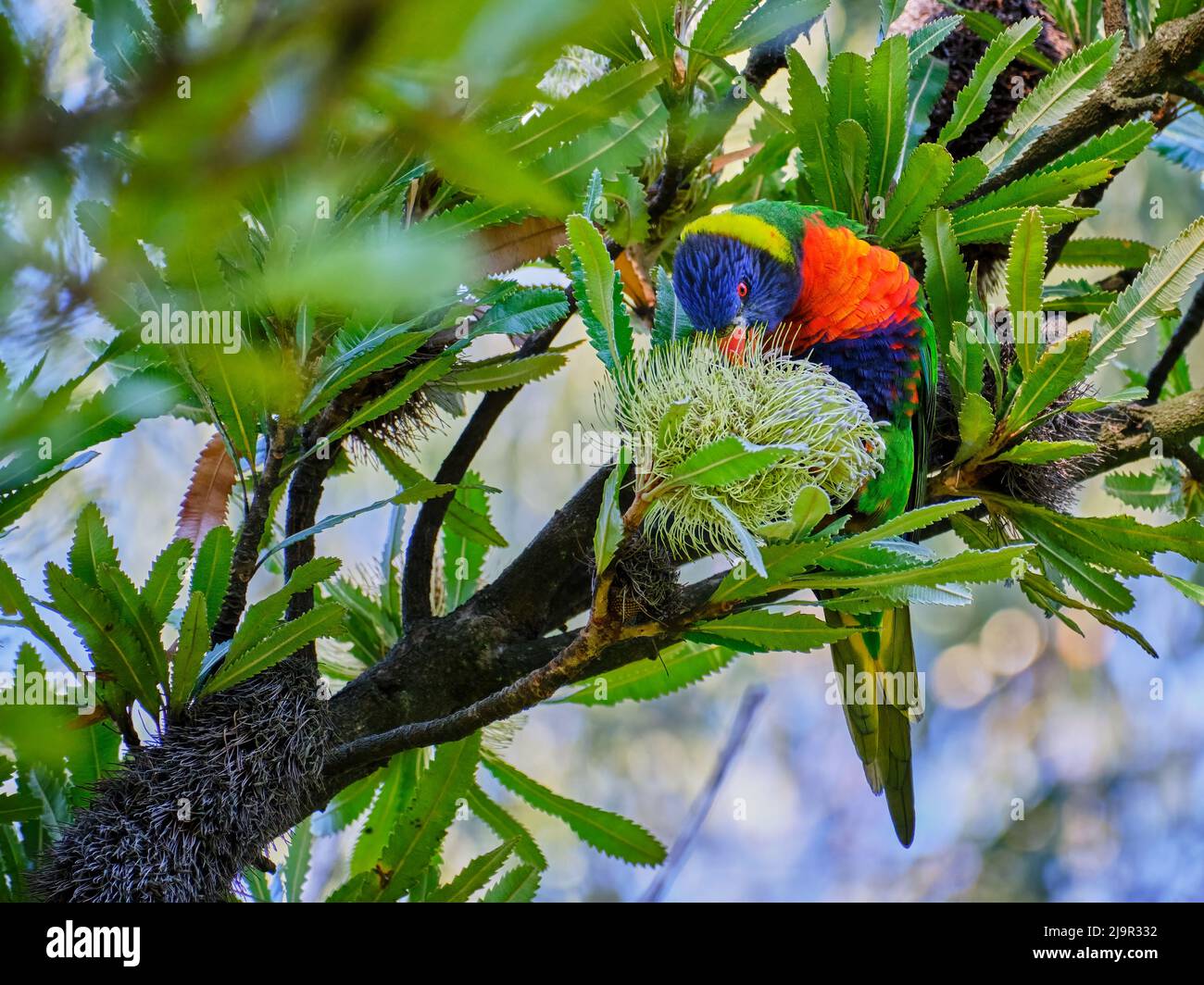 Tucking flower hi-res stock photography and images - Alamy