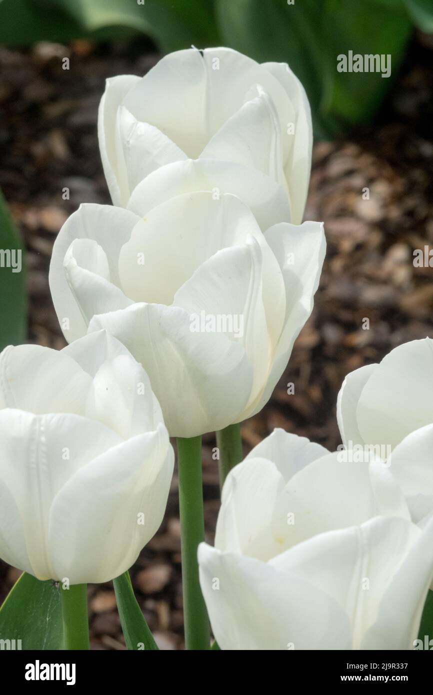 Royal spring hi-res stock photography and images - Alamy